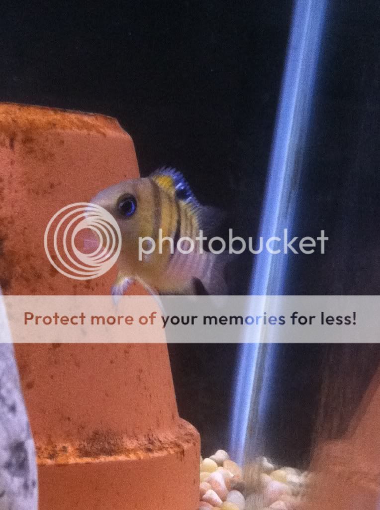 Cutteri coloring up! | Cichlid Fish Forum