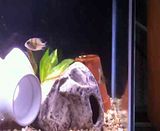 Cutteri coloring up! | Cichlid Fish Forum